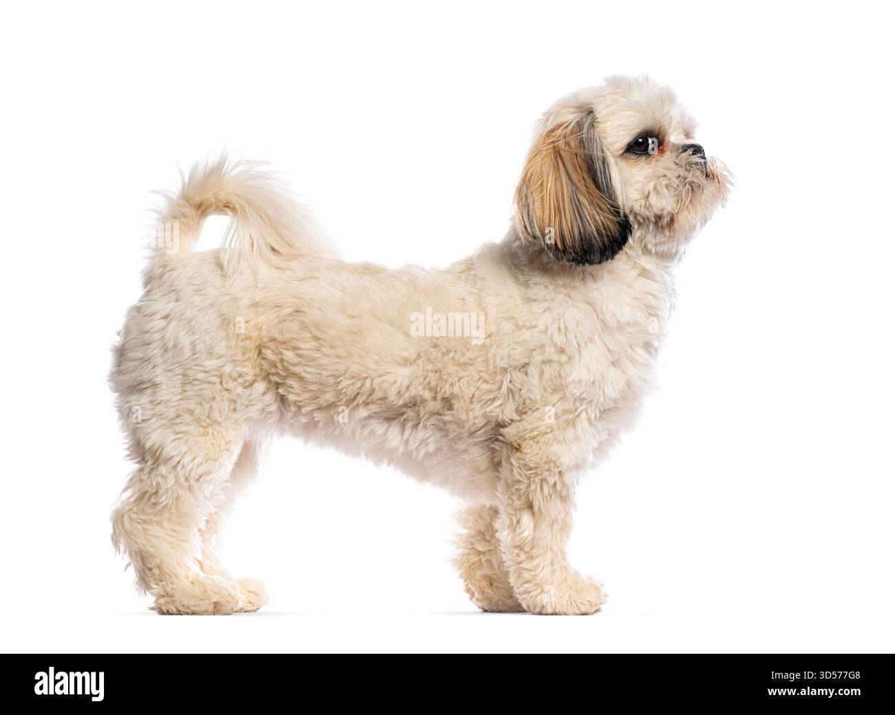 Shih tzu dog standing in Cut Out Stock Images & Pictures - Alamy
