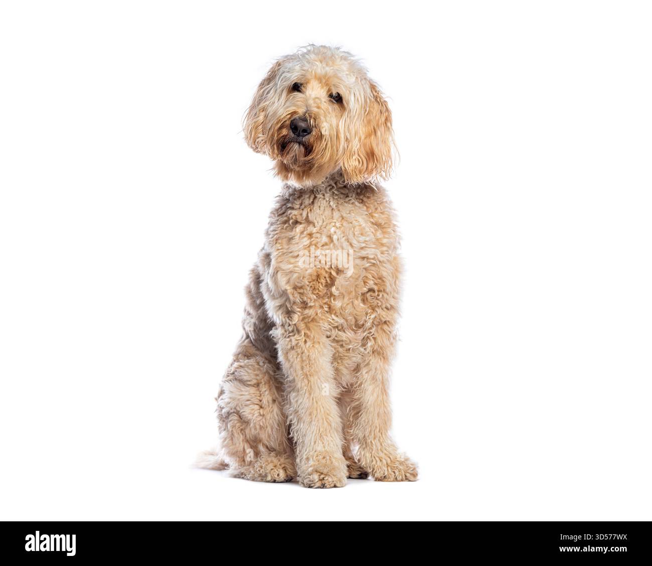 Dog nature Cut Out Stock Images & Pictures - Alamy