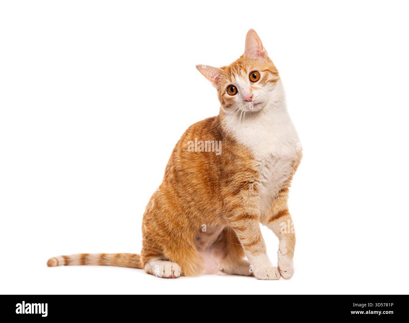 Orange tabby cat sitting white hi-res stock photography and images - Alamy
