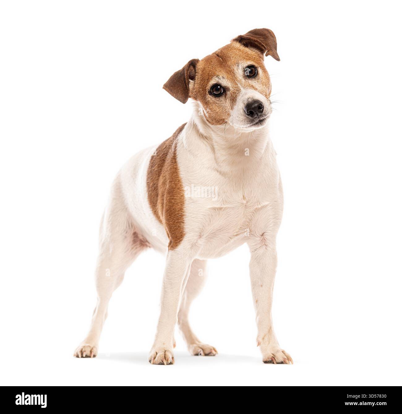 Adorable jack russell terrier tilting its head, standing and looking ...