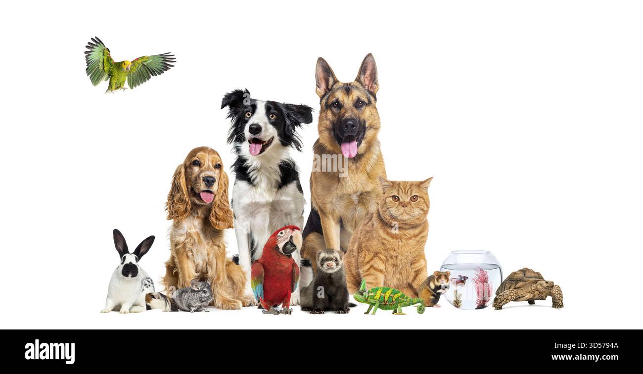 Pet shelter cats dogs Cut Out Stock Images & Pictures - Alamy