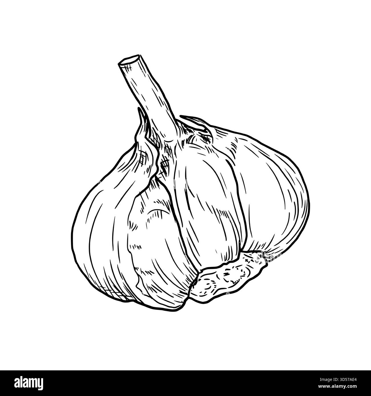 Spicy root Black and White Stock Photos & Images - Alamy