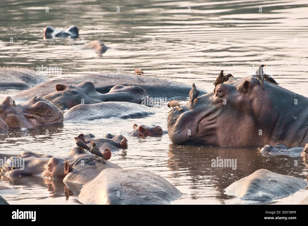 Hippopotamus amphibius blood hi-res stock photography and images - Alamy