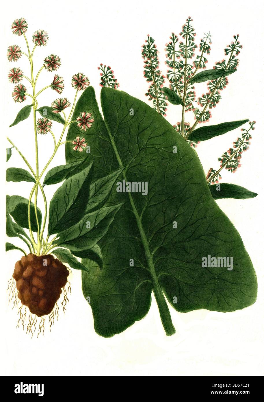 Historical folio illustration Cut Out Stock Images & Pictures - Alamy