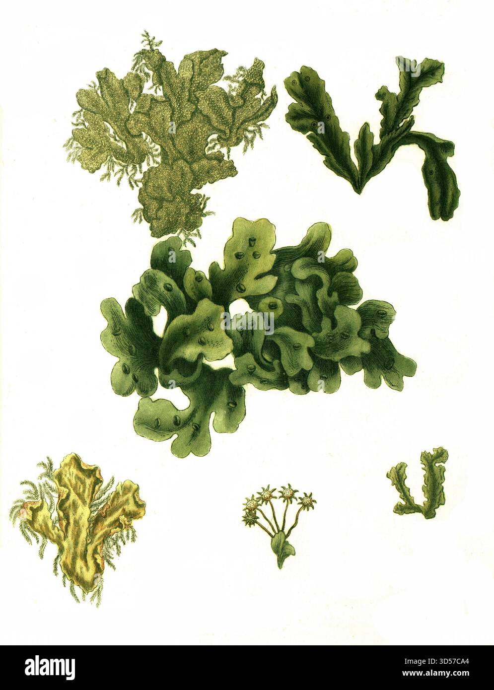 Botany, Plants, Various forms of lichen, Lichen vel Muscus saxatilis ...