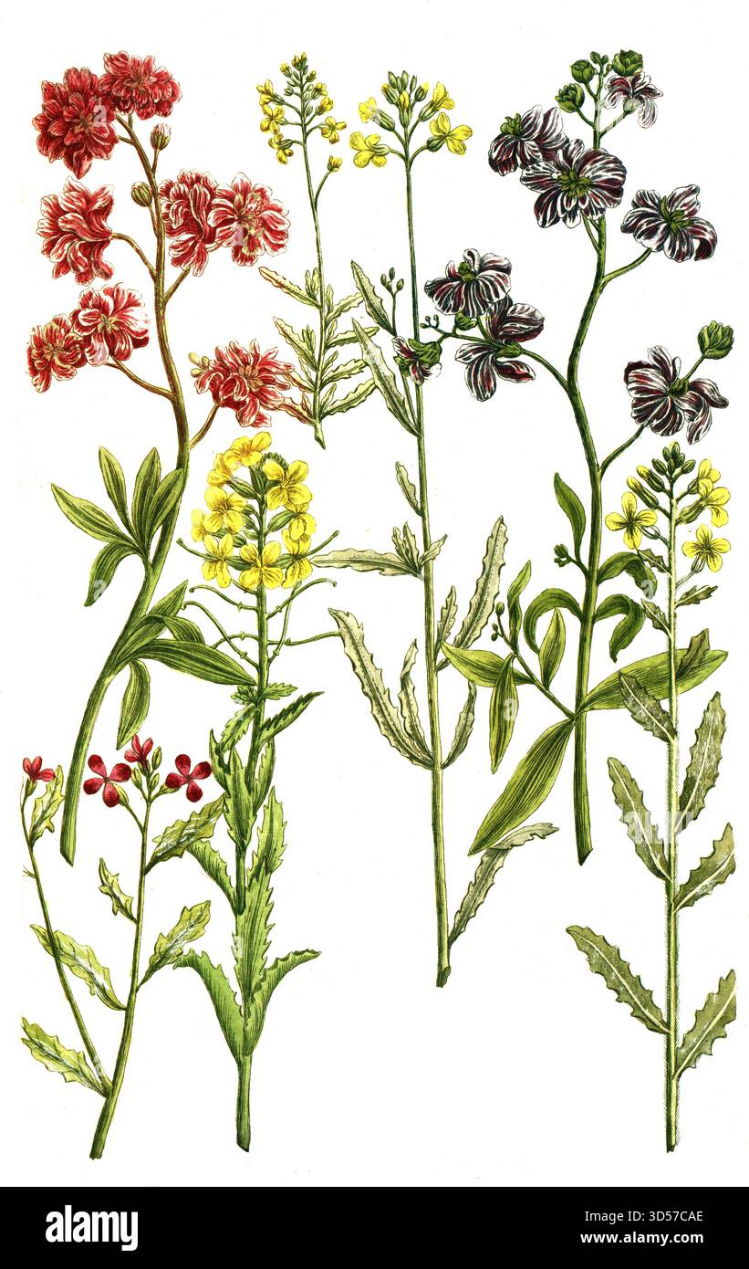 Botany archives Cut Out Stock Images & Pictures - Alamy