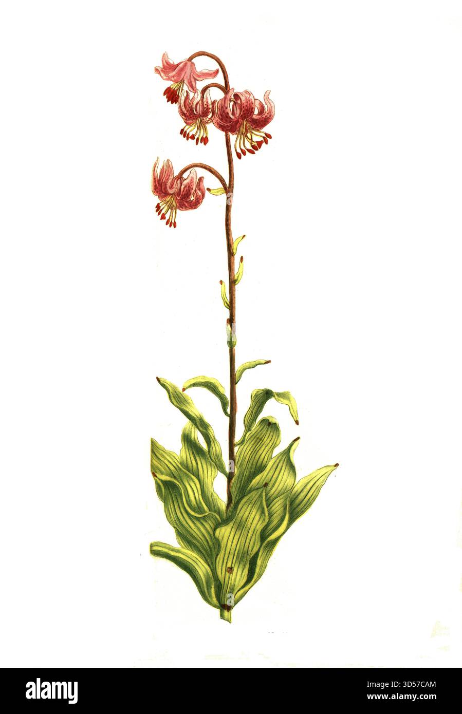 Botany, Plants, Lilium martagon polyan, Variety of the Turk's cap lily ...