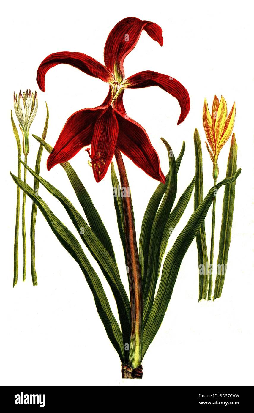 Botany, plants, varieties of Amaryllis, Lilio narcissus indicus totus ...