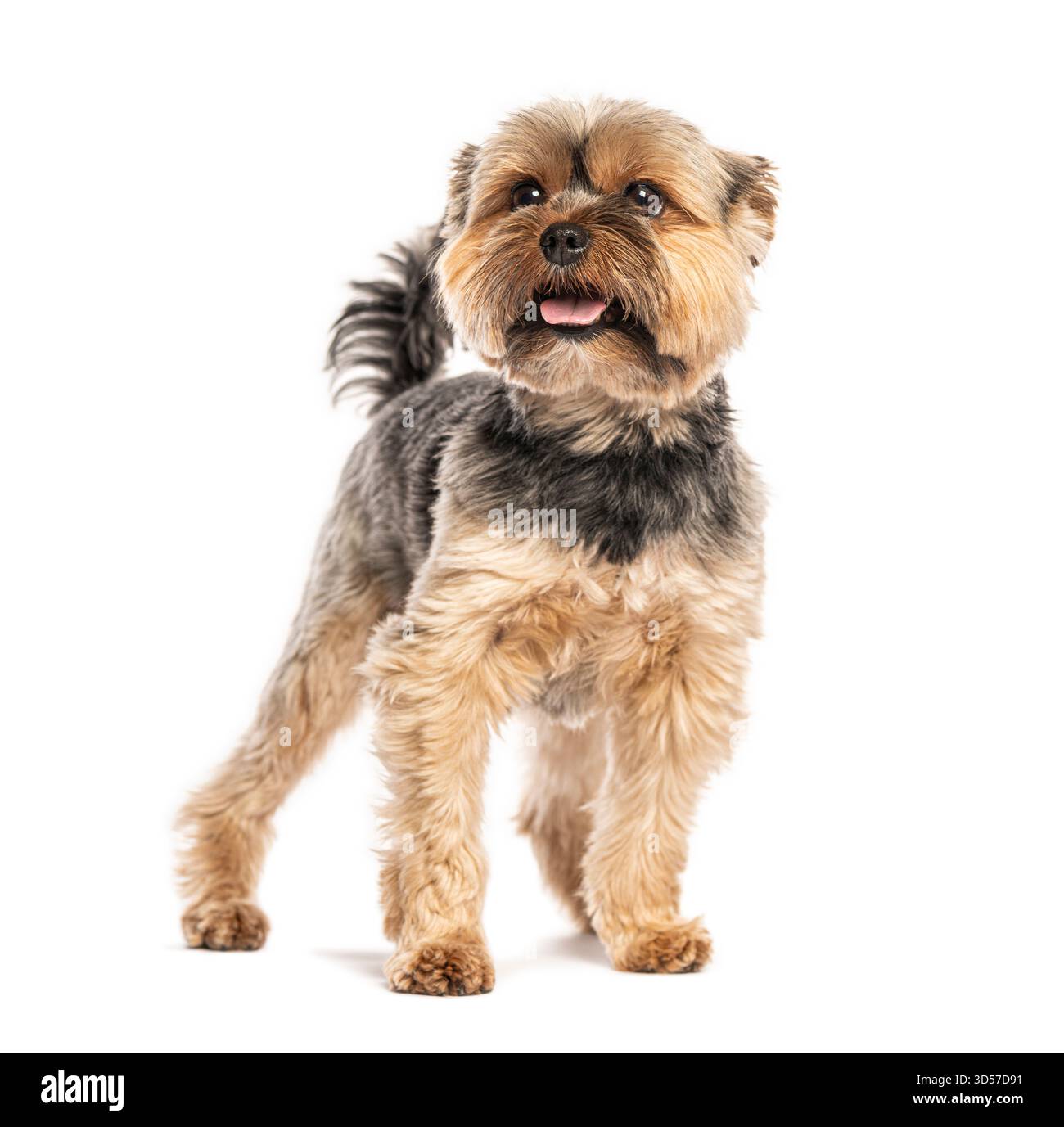 Animal mouth open happy Cut Out Stock Images & Pictures - Alamy