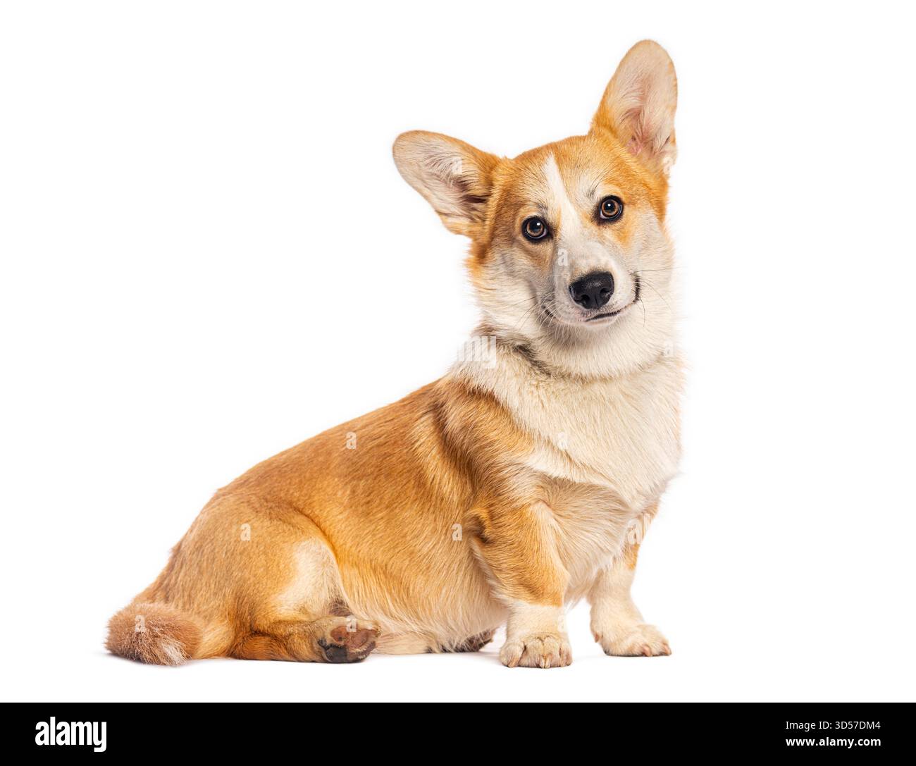 Adorable welsh corgi pembroke sitting and turning its head backwards ...