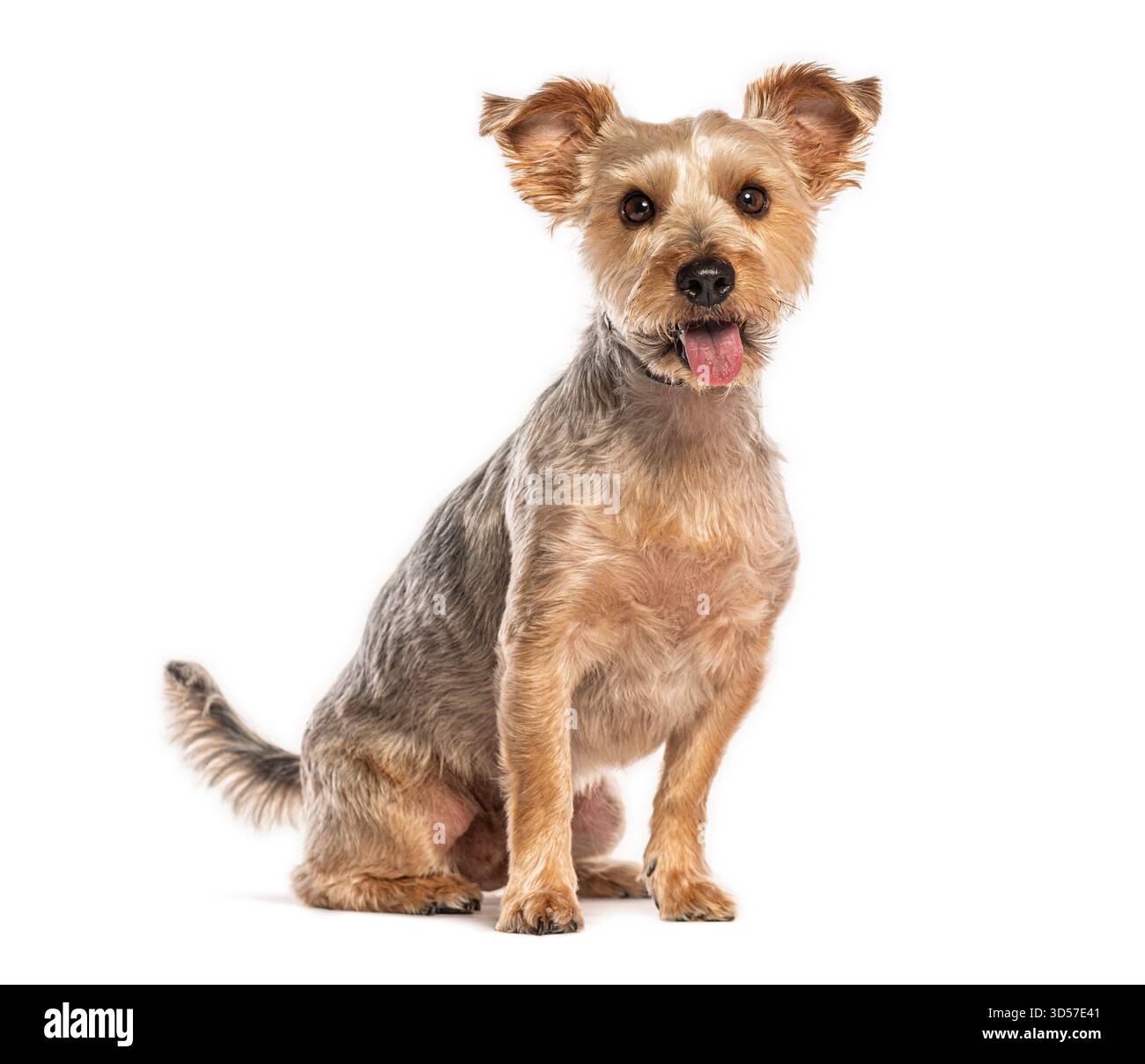 Color image small dog Cut Out Stock Images & Pictures - Alamy