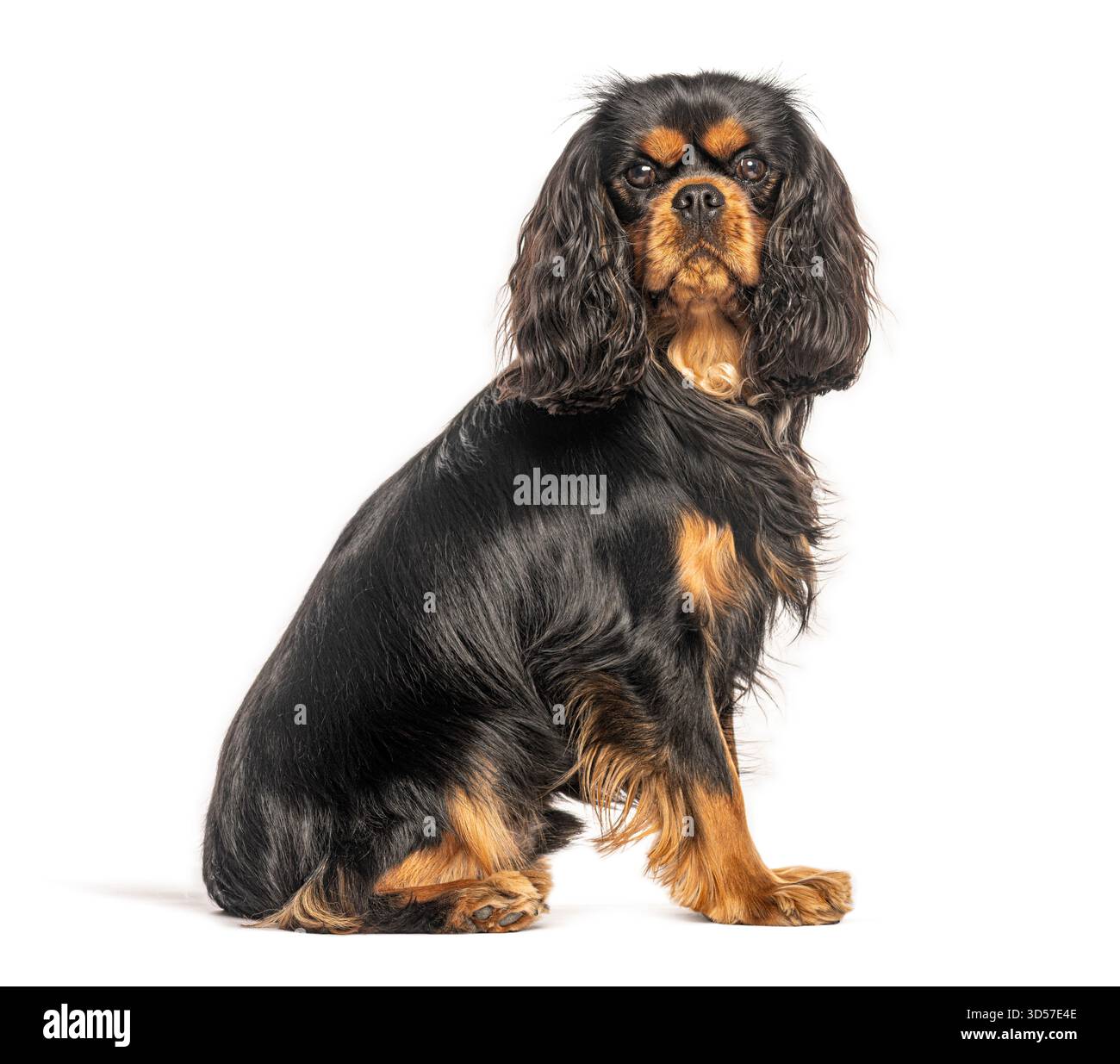 Cavalier king charles spaniel sitting and looking back over its ...