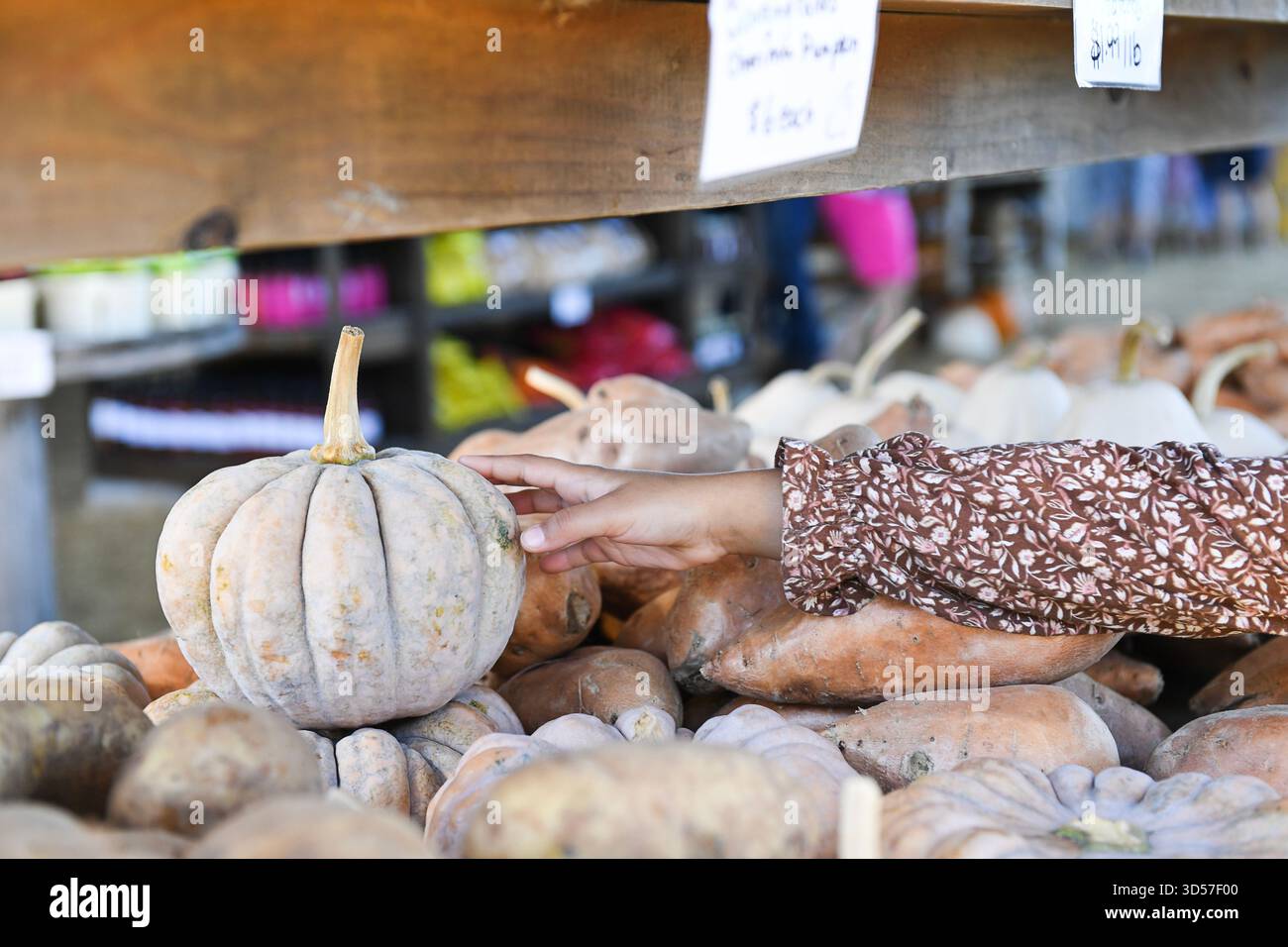 “A seasonal touch — picking the perfect pumpkin at the fall Stock Photo ...