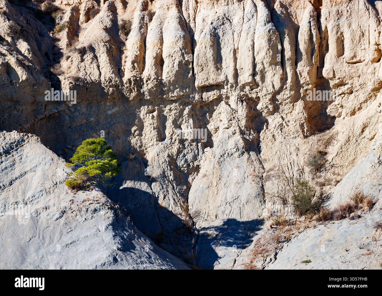 Solitary Pine Tree on the Badlands Slope Stock Photo - Alamy