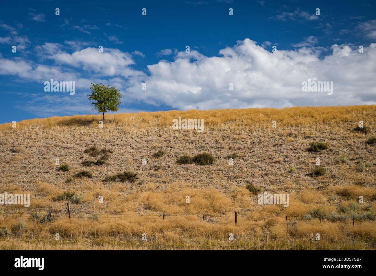 Minimalist Tree in Barren Grass Landscape Stock Photo - Alamy