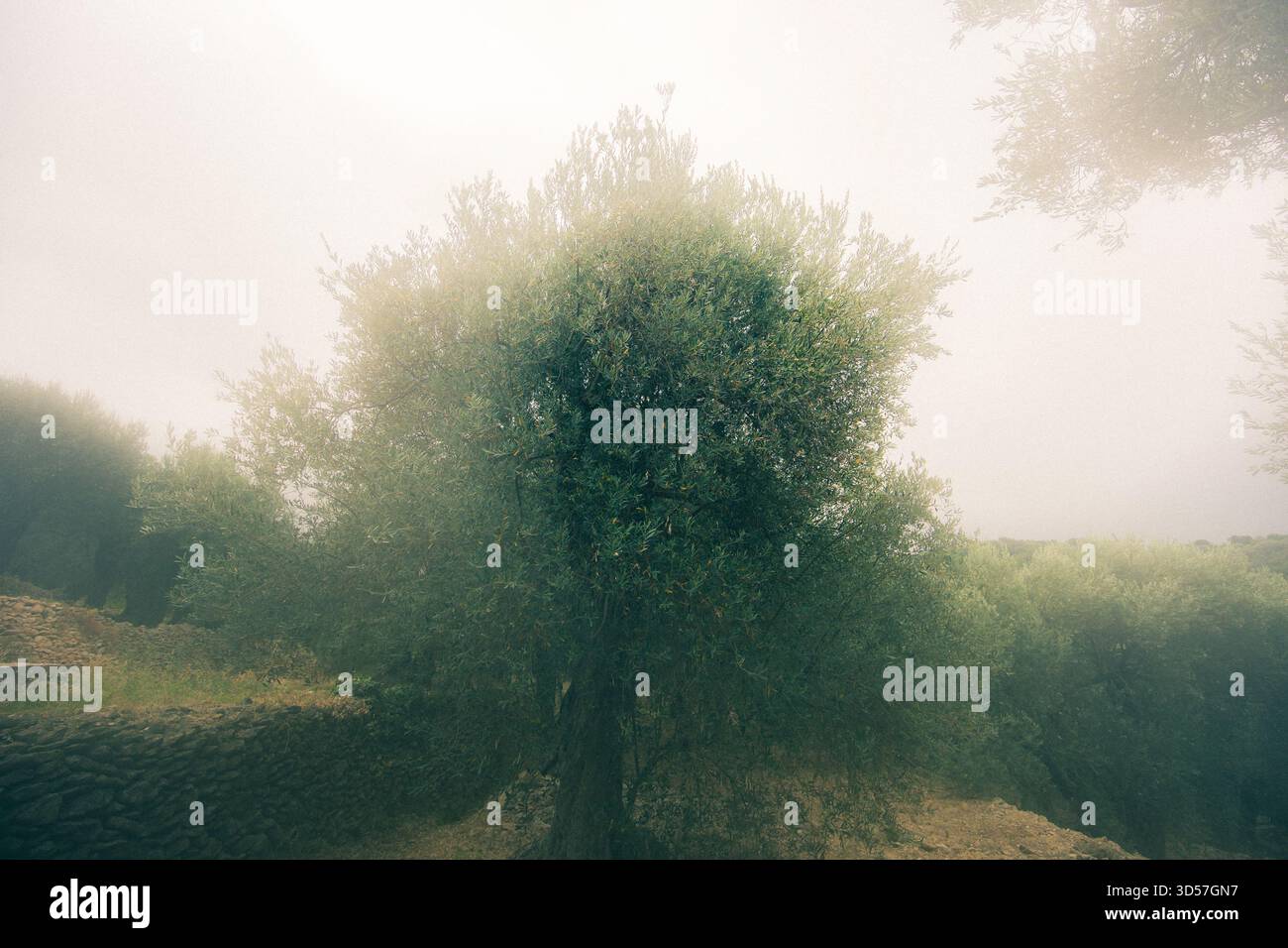big olive tree in fog Stock Photo - Alamy