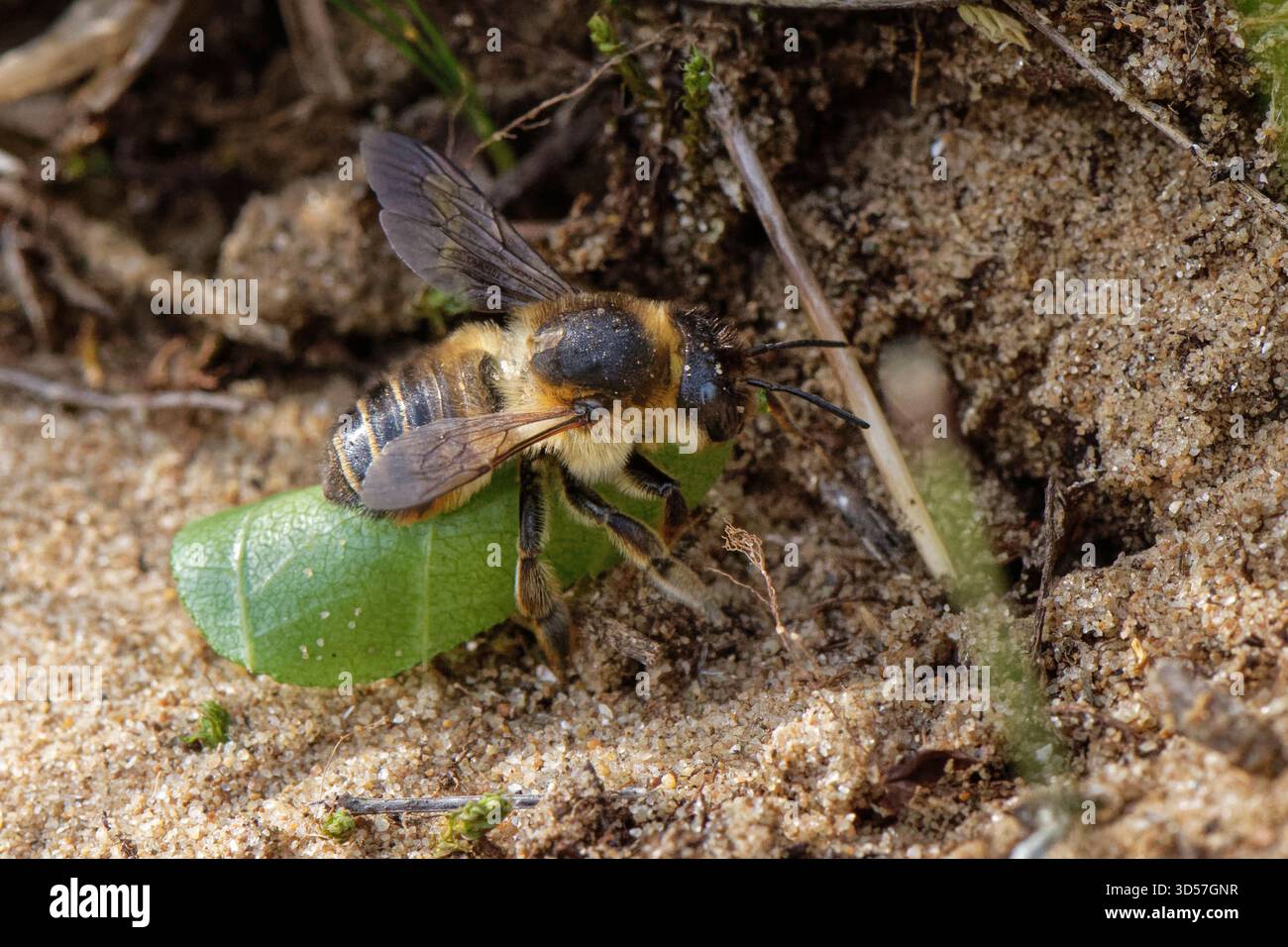 Coast leafcutter bee (Megachile maritima) landing with a cut leaf ...