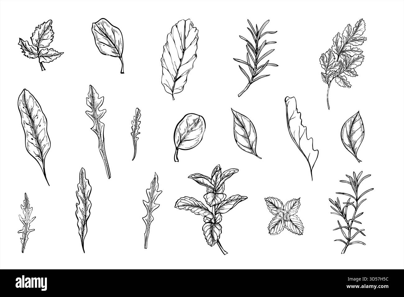 Salad radicchio Stock Vector Images - Alamy