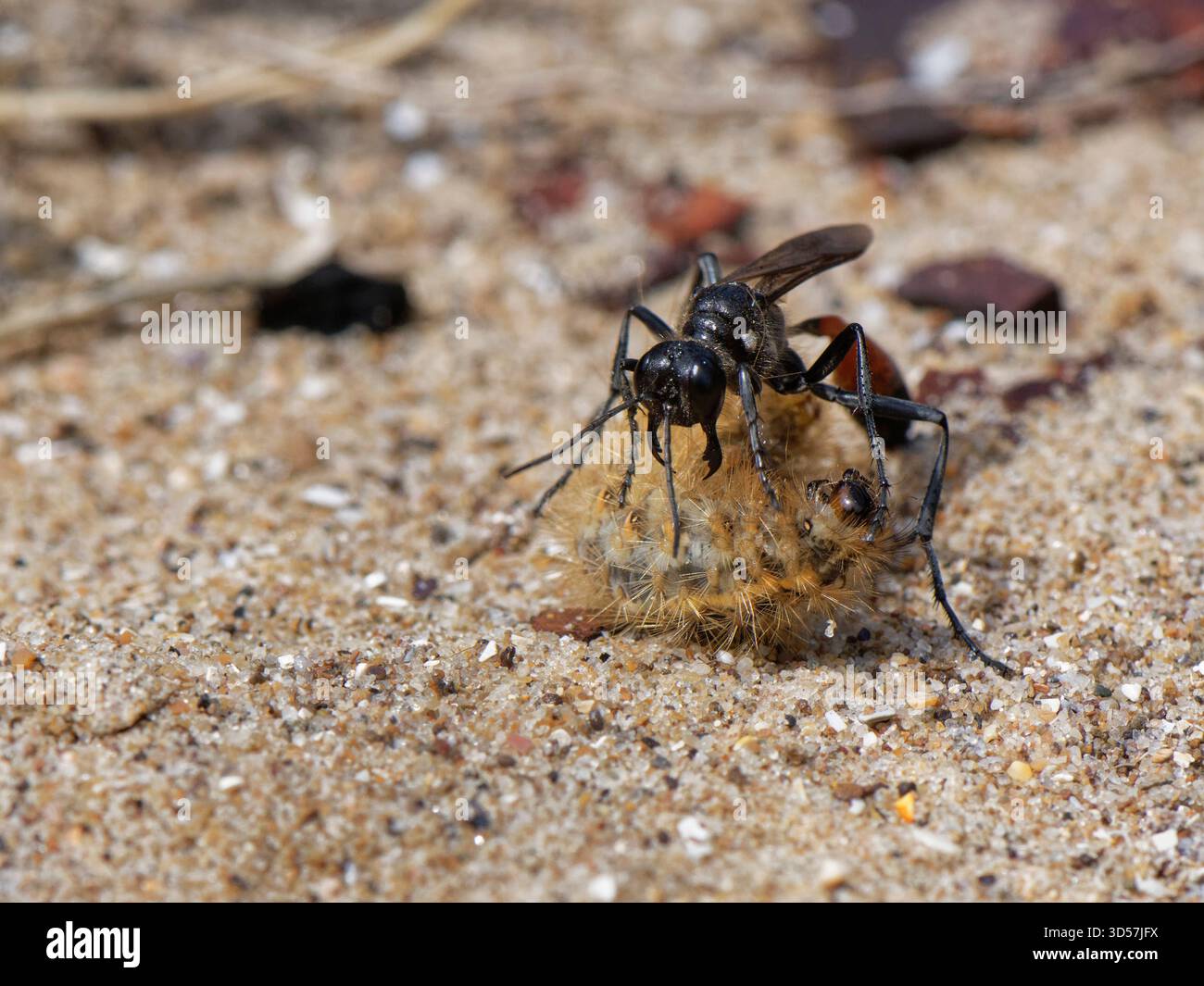 Red-banded sand wasp (Ammophila sabulosa) carrying paralysed Ruby Tiger ...