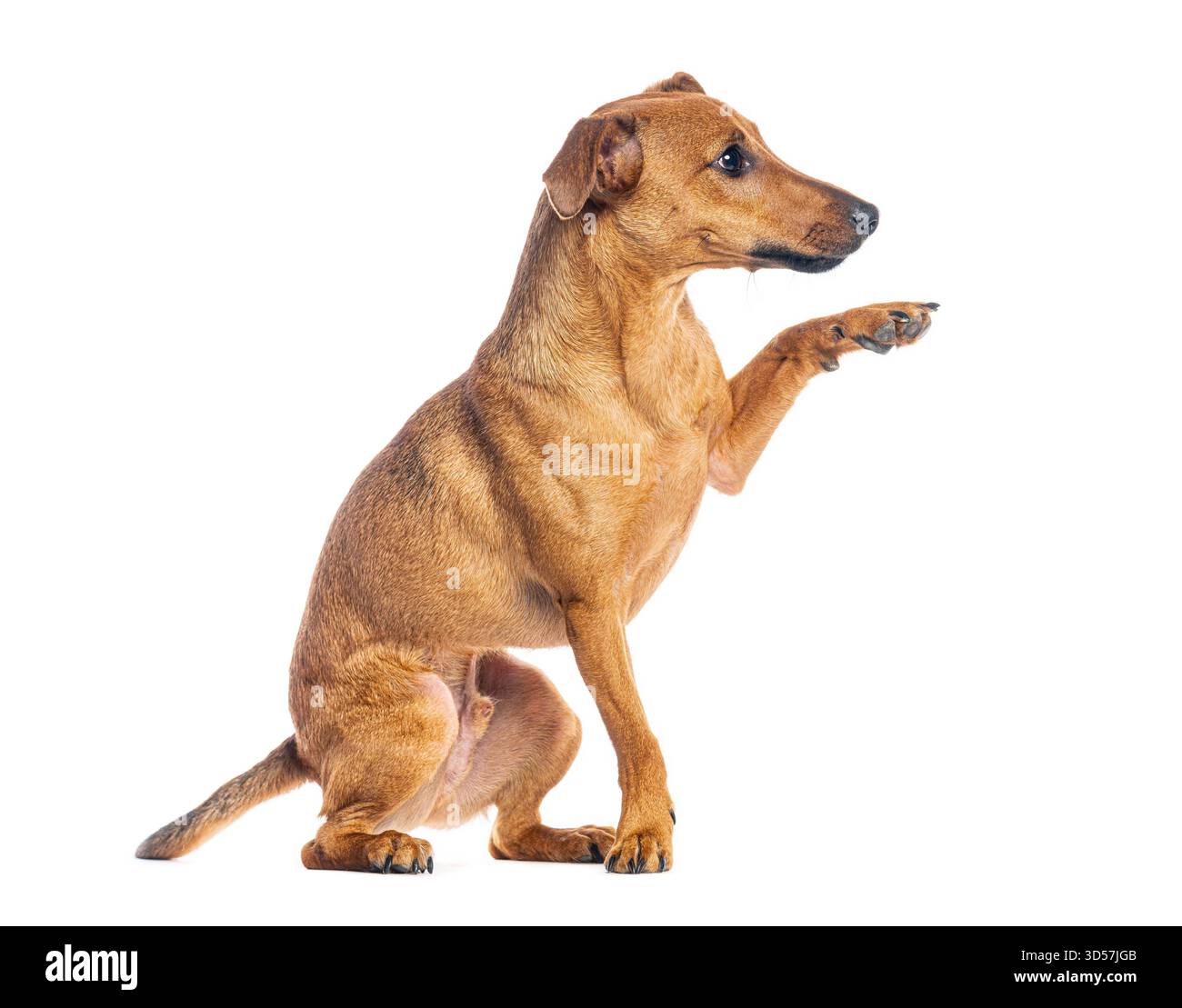 Crossbreed dog sitting and raising paw on white background Stock Photo ...