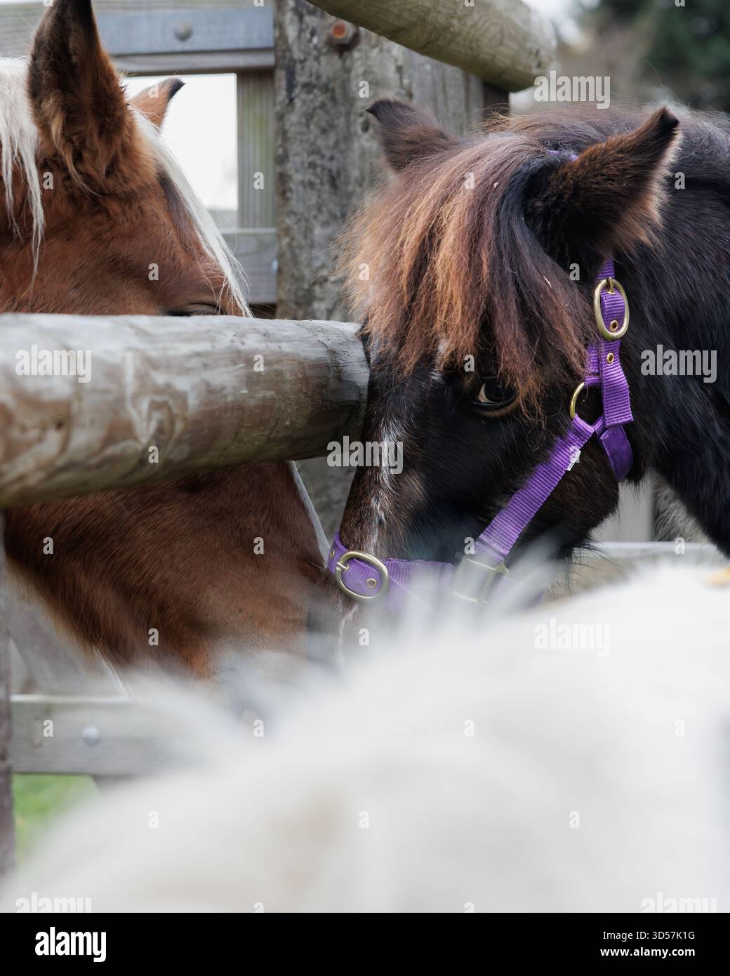 Two noses close up hi-res stock photography and images - Alamy