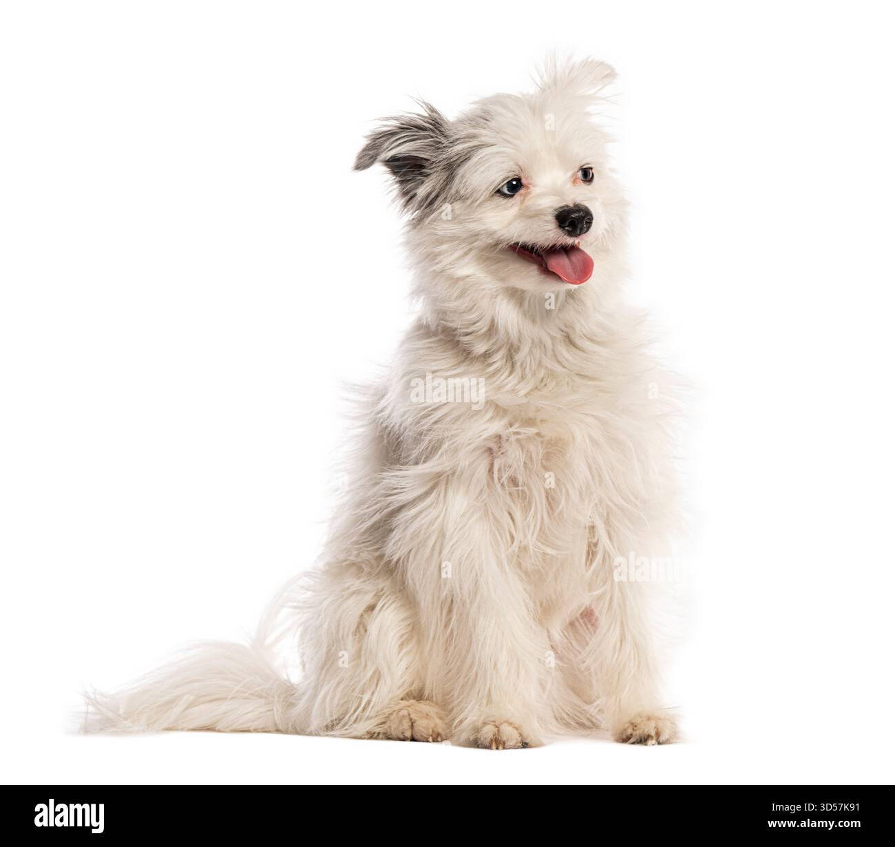 Adorable Yorkshire and Spitz crossed dog sitting and panting, looking ...
