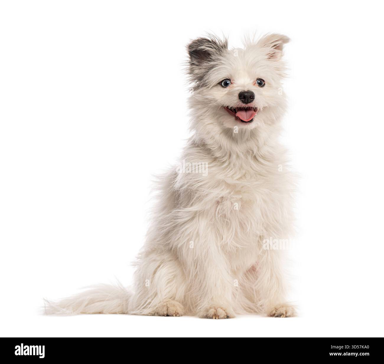Cute white Yorkshire and Spitz crossed dog with gray markings sitting ...