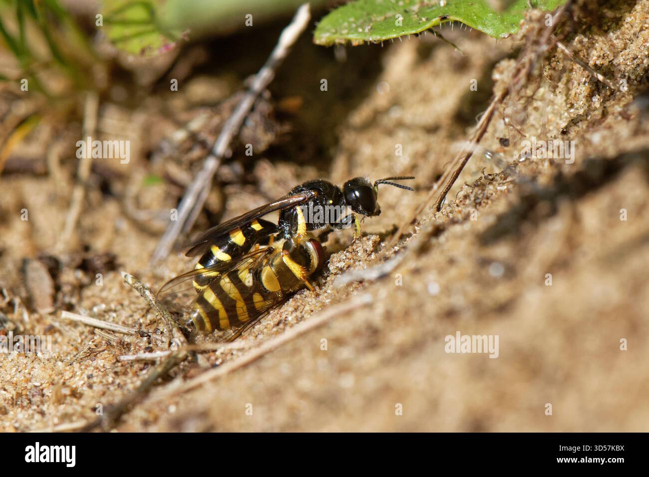 Intermediate shield wasp (Crabro peltarius) female dragging a paralysed ...