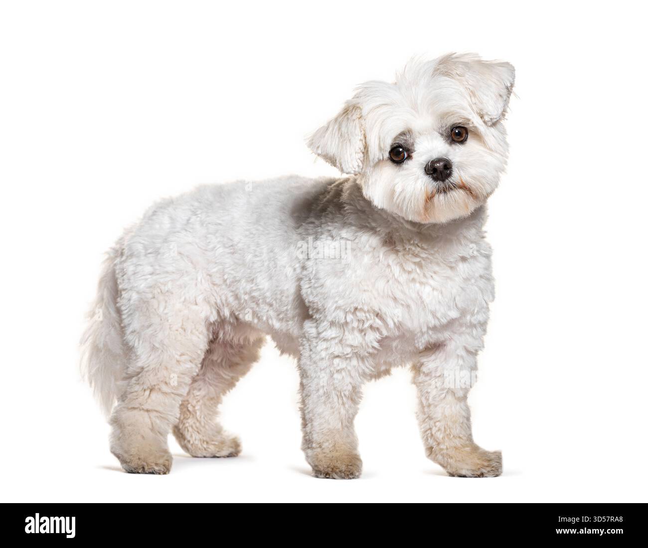 Adorable white mixed breed dog standing and slightly tilting its head ...