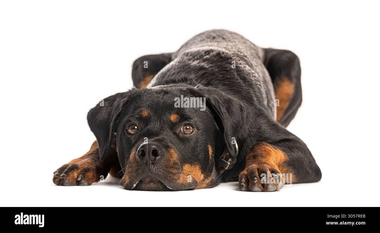 Bored head rest Cut Out Stock Images & Pictures - Alamy