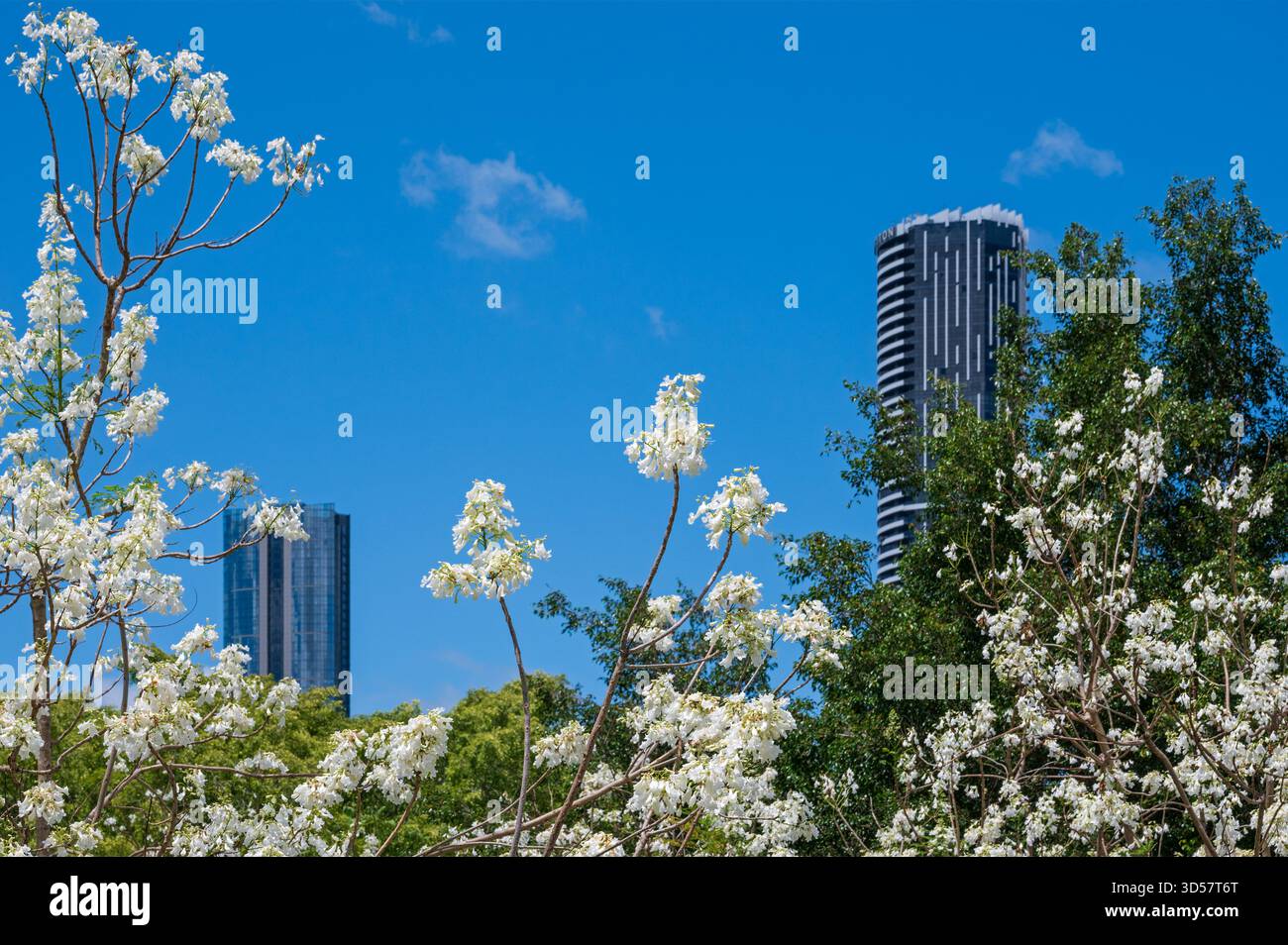 White Jacaranda trees in bloom in Roma Street Parkland with the skyline ...