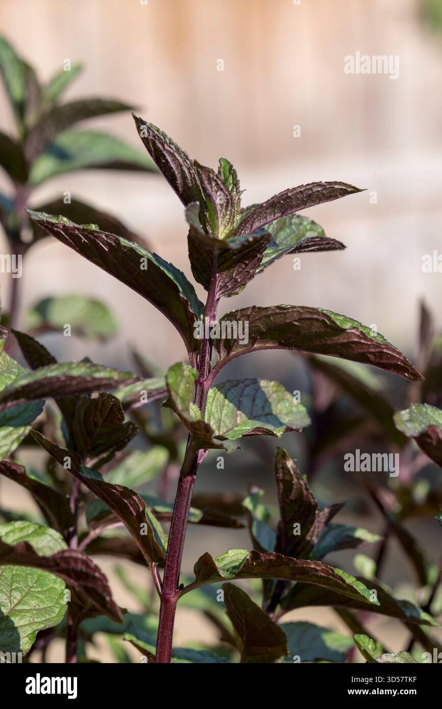 Chocolate peppermint plant Mentha piperita citrata Stock Photo - Alamy