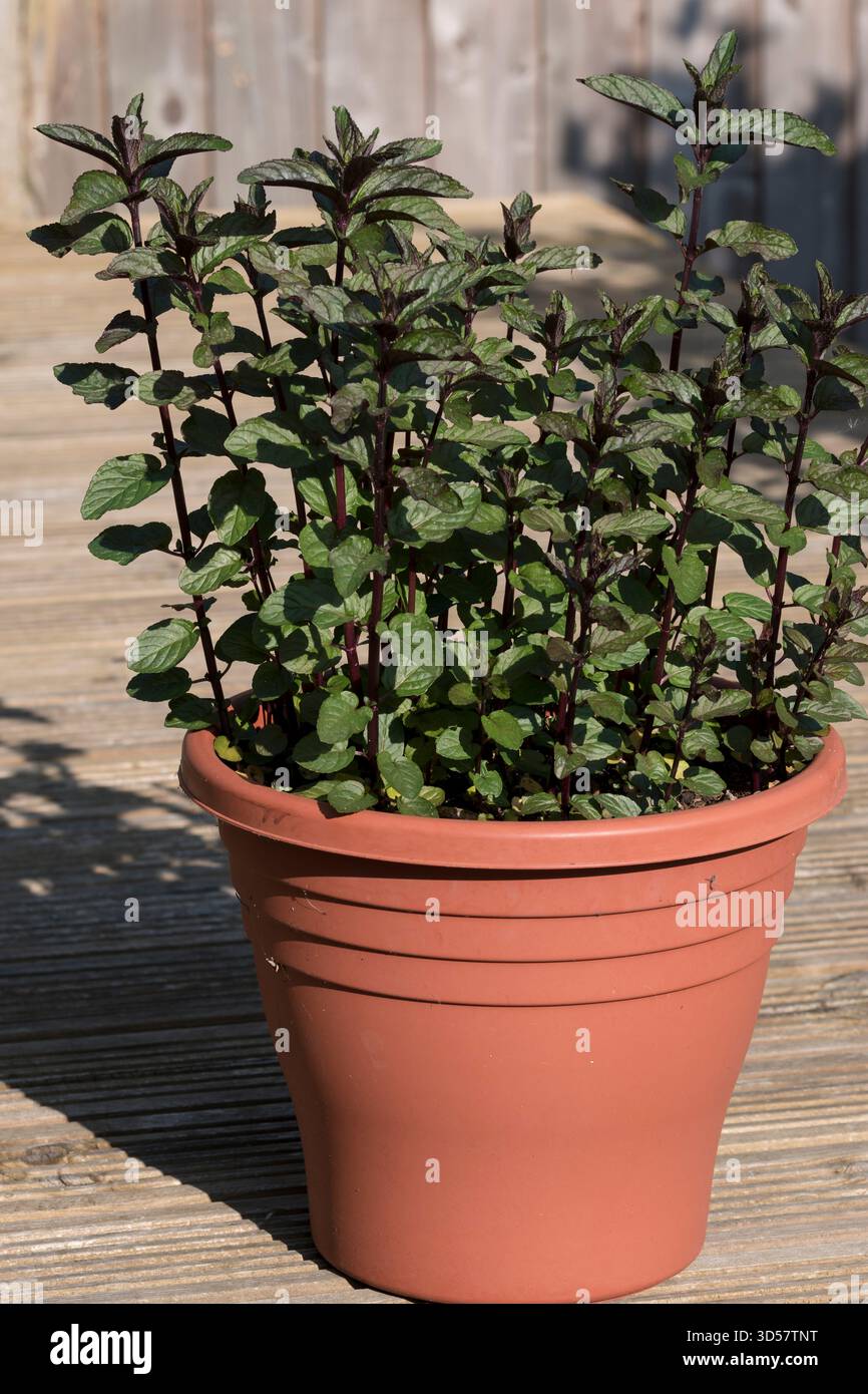 Chocolate peppermint plant Mentha piperita citrata Stock Photo - Alamy