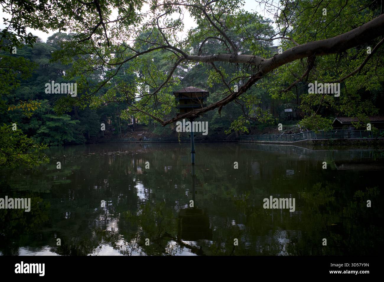 Close up of Ficus nota tree, a type of fig tree above the surface of ...