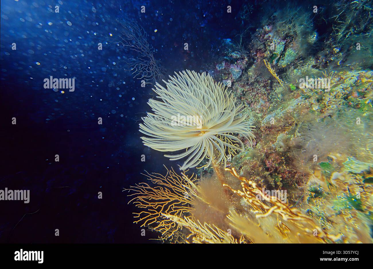 Sabella spallanzanii is a species of marine polychaete worms in the ...