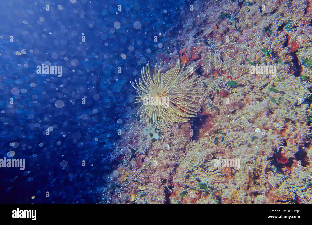 Sabella spallanzanii is a species of marine polychaete worms in the ...
