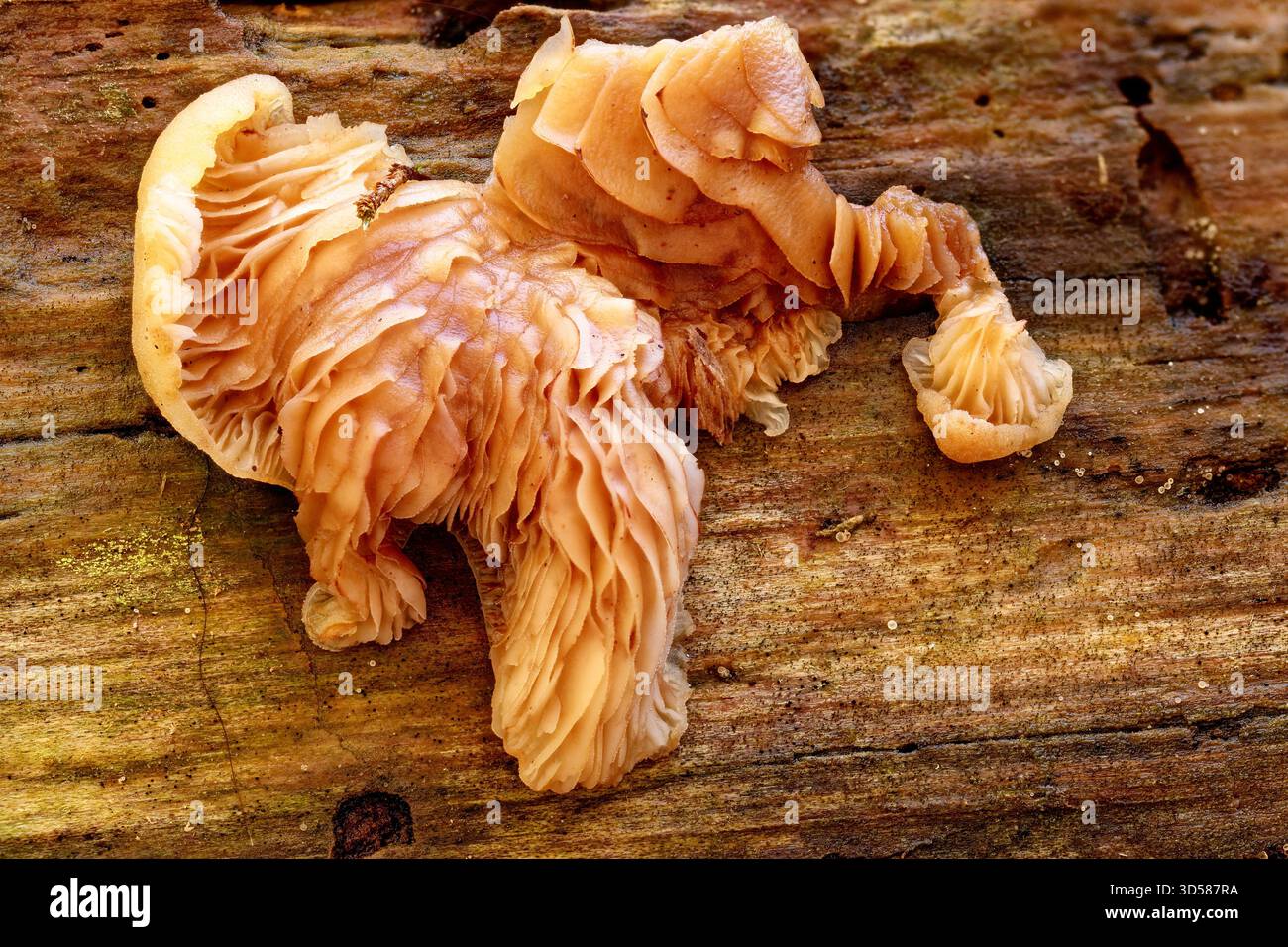 Wrinkled Peach Fungi Rhodotus palmatus Stock Photo - Alamy