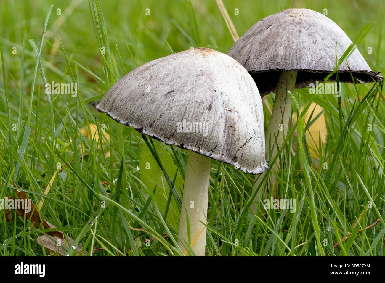 Young ink caps hi-res stock photography and images - Alamy