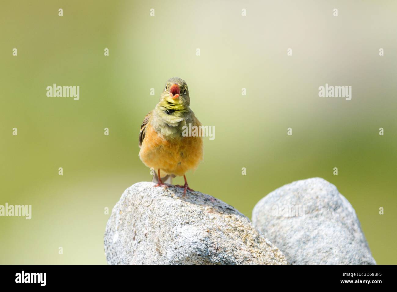 Ortolan bunting male wide singing Stock Photo - Alamy