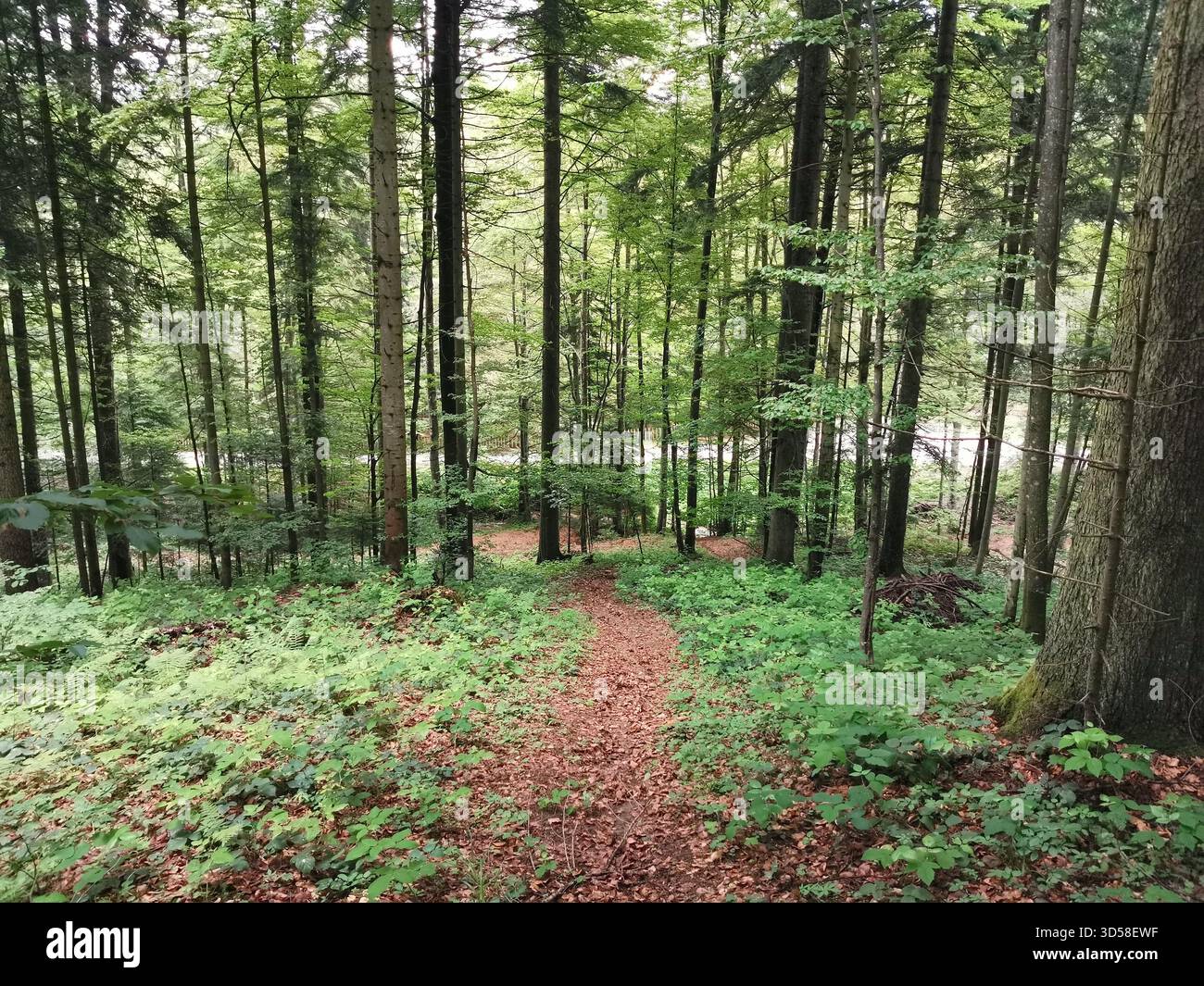 Woodland path through temperate hi-res stock photography and images - Alamy