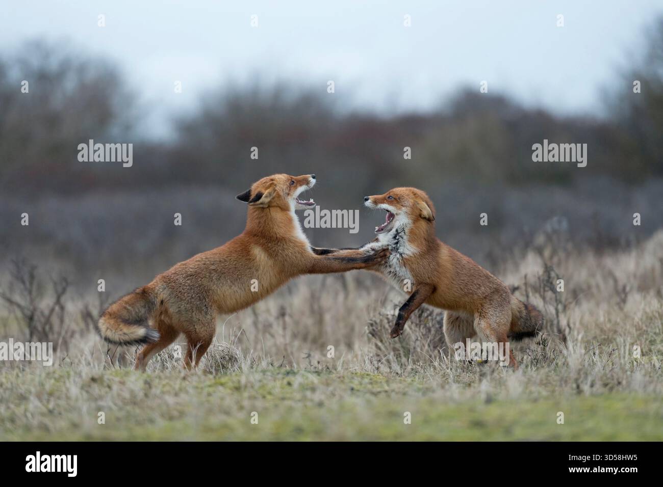 Red Foxes / Rotfuechse ( Vulpes vulpes ), two adults, in agressive ...