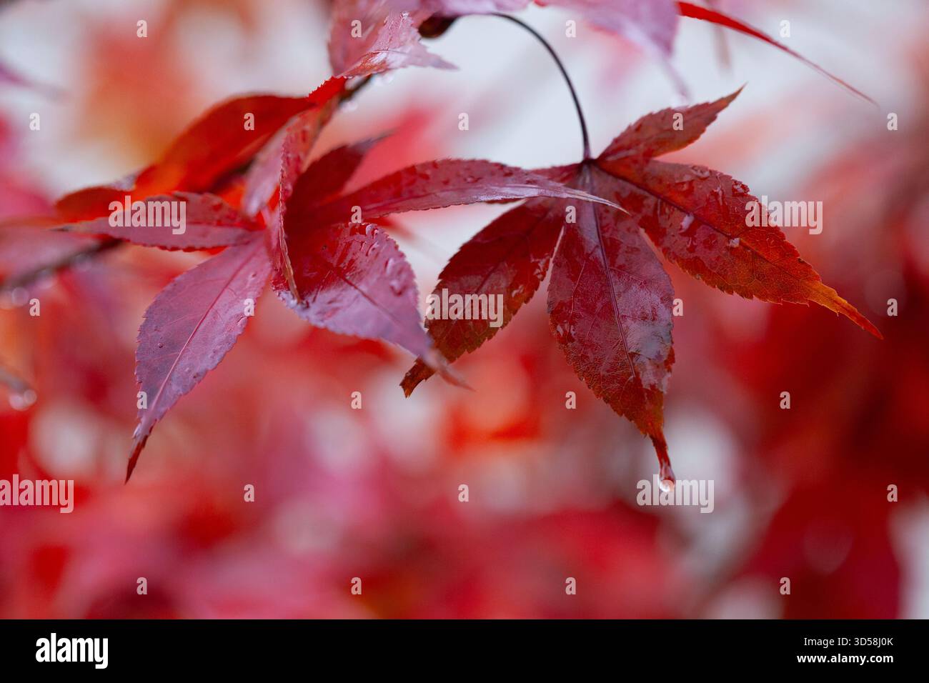UK weather, 14 October 2025: A day of continuous rain in London adds ...