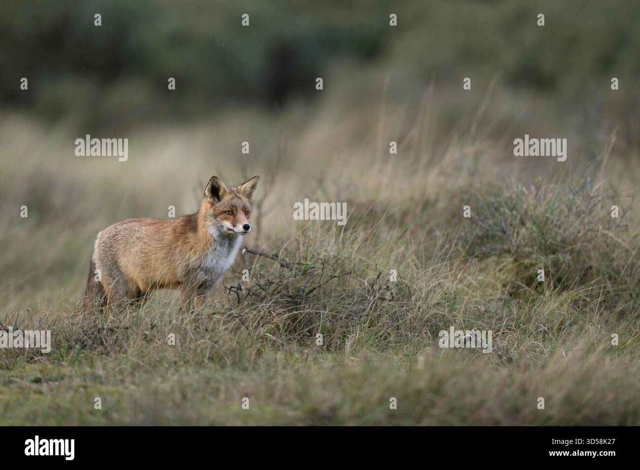 Red Fox / Rotfuchs ( Vulpes vulpes ) adult, standing, hunting in ...