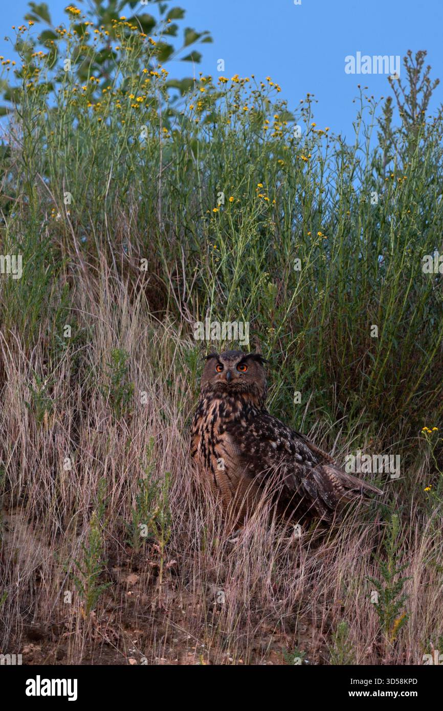 Eurasian Eagle Owl / Europaeischer Uhu ( Bubo bubo ), adult, sitting ...