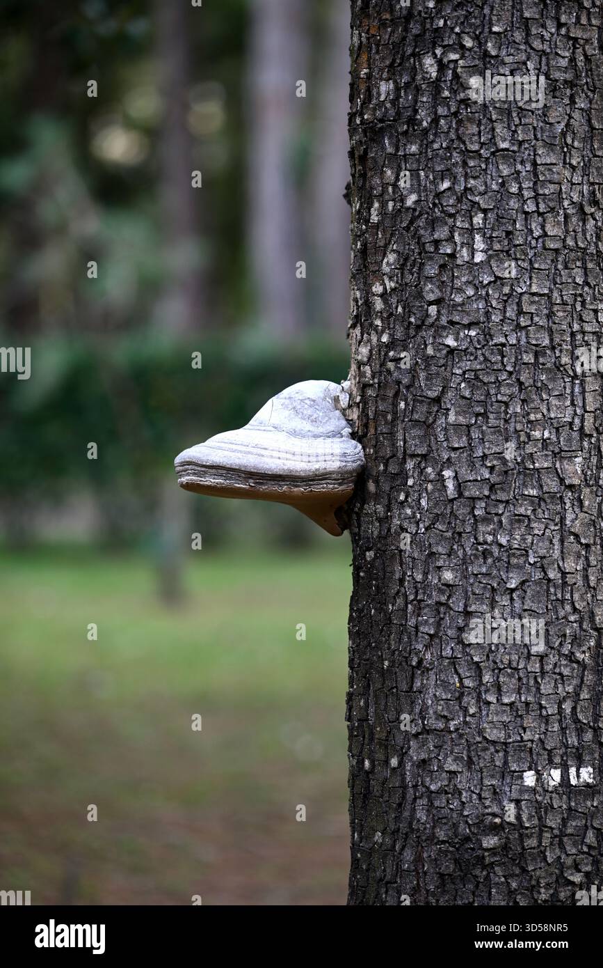 Tinder fungus sitting on quercus ilex. Private italian park. Background ...