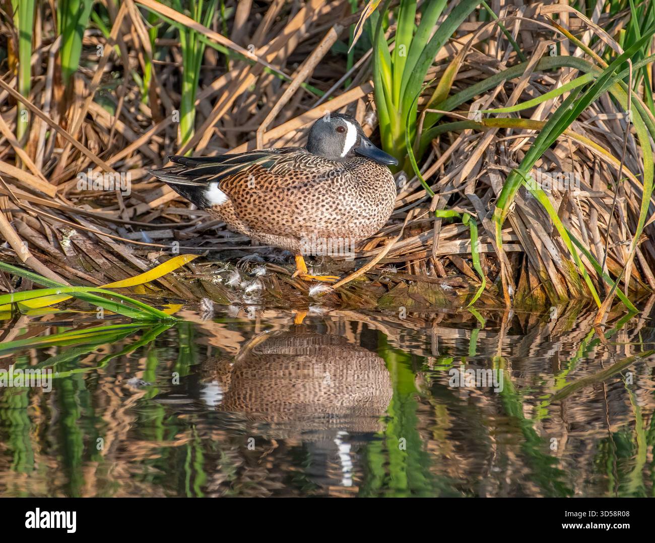 A striking drake Blue-winged Teal is nicely reflected on the waters ...