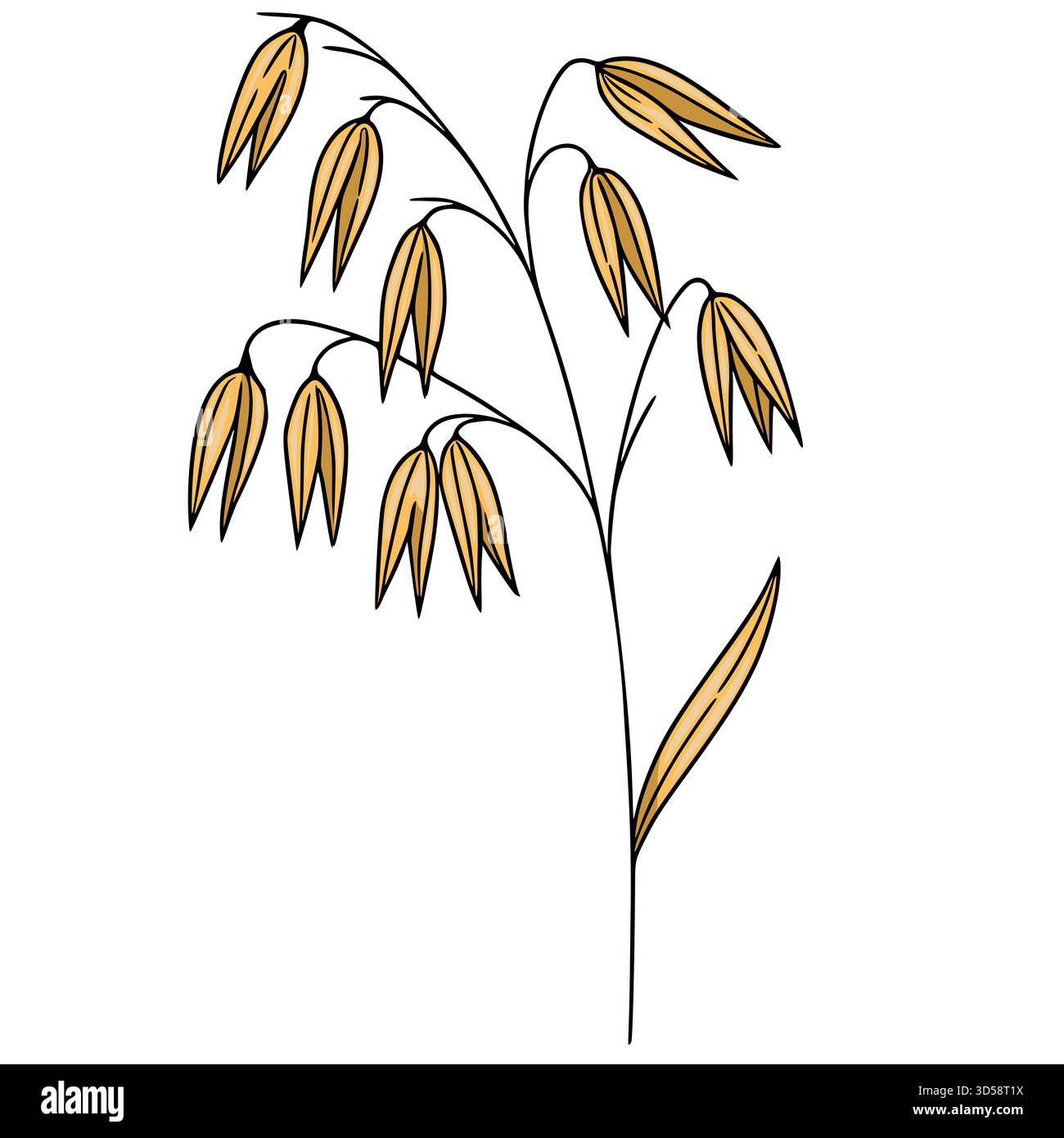 Seed heads drawing Stock Vector Images - Alamy