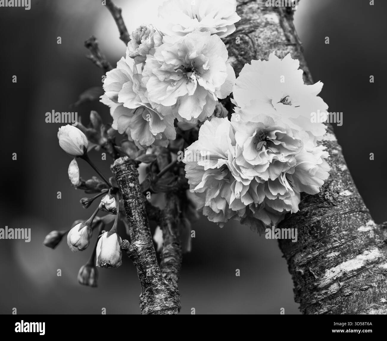 Natural light blossoms Black and White Stock Photos & Images - Alamy