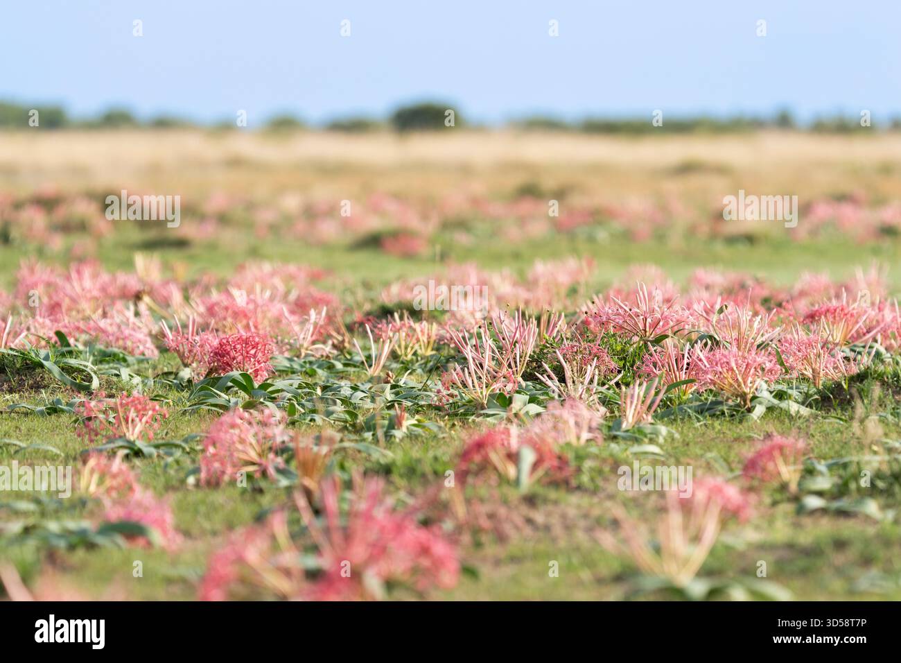 Sand Lily, Crinum buphanoides, colourful blooming in the African ...