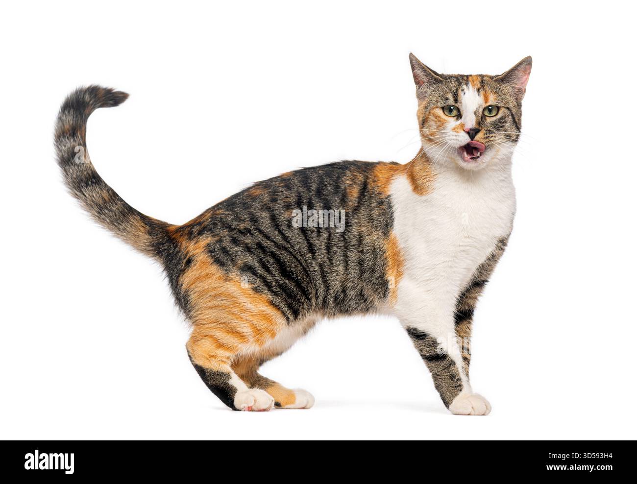 Curious calico cat licking its nose, isolated on white Stock Photo - Alamy